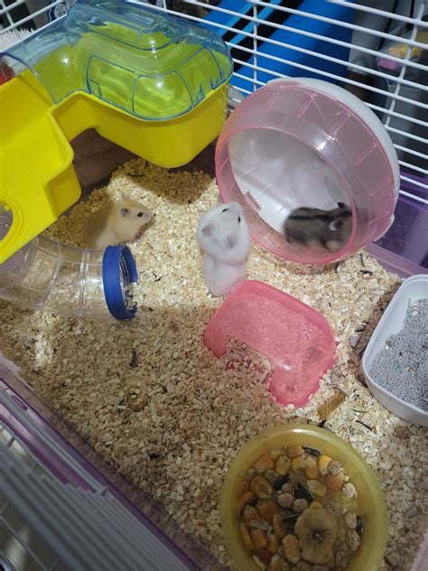 울딸과햄찌아들들 2 포텐 터짐 최신순 에펨코리아