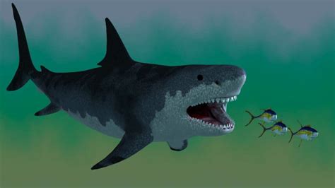 Megalodon Speed How Fast Is A Megalodon SciQuest