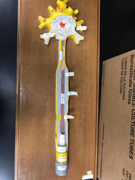 Typical Motor Neuron Diagram Quizlet