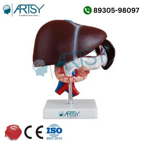 Fiberglass Artsy Human Liver Pancrease Duodenum Anatomy Model At ₹ 1500