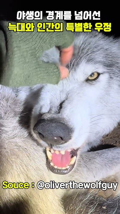 야생의 경계를 넘어선 늑대와 인간의 특별한 우정 Youtube