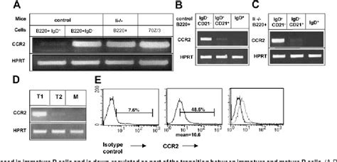 Figure 1 From Expression Of The Chemokine Receptor Ccr2 On Immature B Cells Negatively Regulates