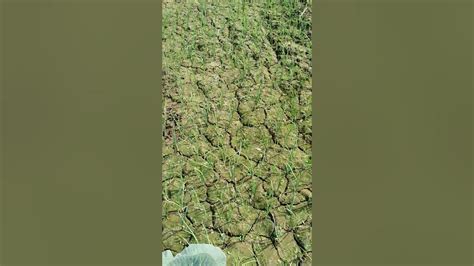 Smallfarmersubcribepleasesir Youtube