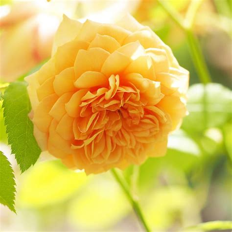 Rose, Grace, バラ, グレイス, | Rose, Flowers, Plants