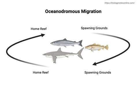 Migration In Fishes Causes Types Methods Significance Biology