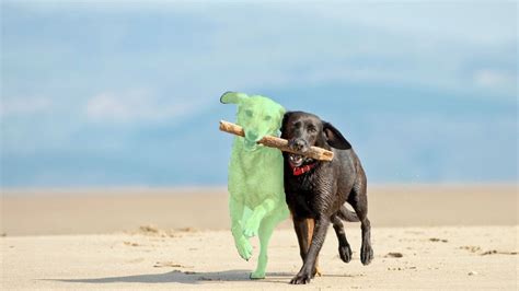 Pavan Kumar Reddy Kunchala On Linkedin Segmentation Computervision