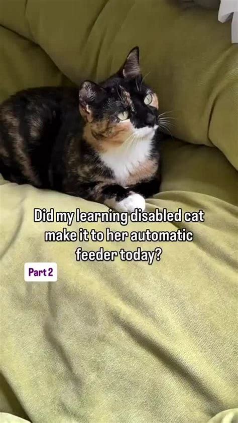 Puddles Still Has Some Difficulty Getting To The Automatic Feeder When