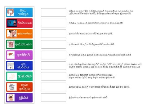 ආහාර ජීර්ණ පද්ධතිය පී ජී එන් ඩී පිටගම්පල ර ඇඹි කොලොන්න ජාතික පාසල Match Up