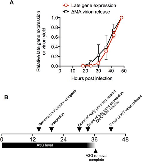 A Time Line For A Single Cycle Of Hiv 1 Replication In A Typical