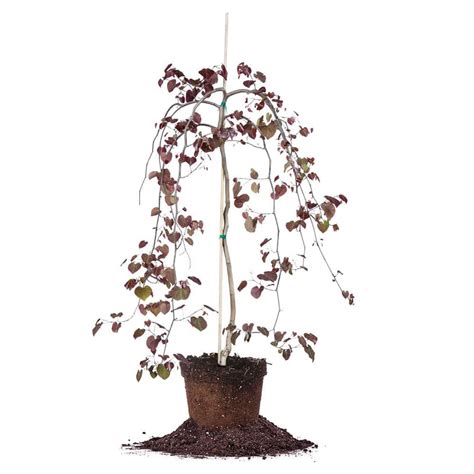 Ruby Falls Weeping Redbud For Sale Buy Redbud Trees Perfect Plants