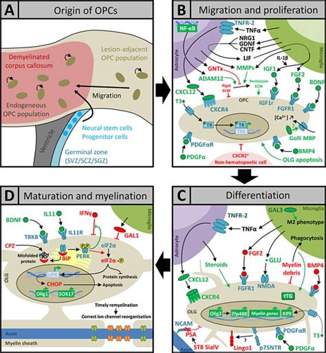 Cellular And Molecular Neuropathology Of The Cuprizone Mouse Model Clinical Relevance For