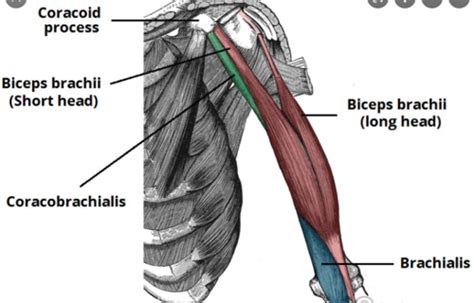 Upper Extremity Functions And Innervation Flashcards Quizlet