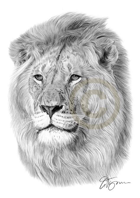 Lion Pencil Sketch At Explore Collection Of Lion