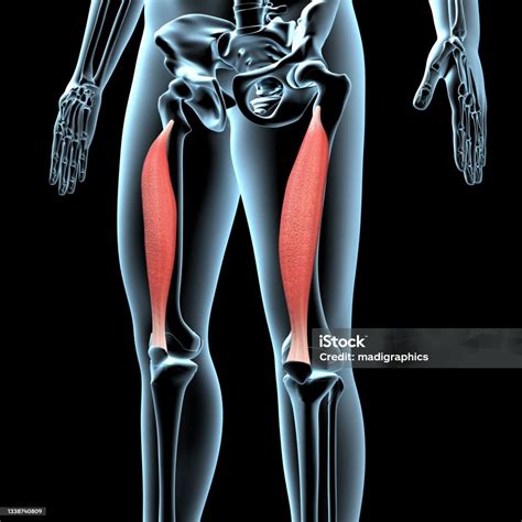 Xray 바디에 Vastus 감산 근육 해부학 위치의 3d 그림 중간넓은근에 대한 스톡 사진 및 기타 이미지 중간넓은근 0명 건강관리와 의술 Istock