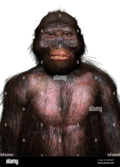 Australopithecus Garhi