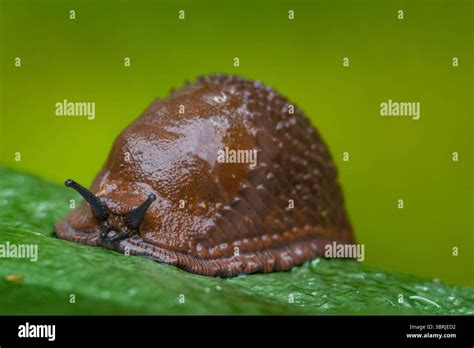 Fat Slug Crawling On Aged Wood Spanish Slug Arion Vulgaris Invasion In Garden Invasive Slug
