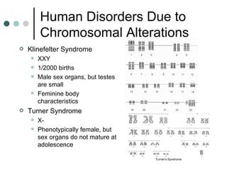 The Chromosomal Basis Of Inheritance PPT Genetics Science