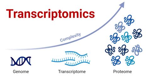Transcriptomics Definition Types Techniques Applications