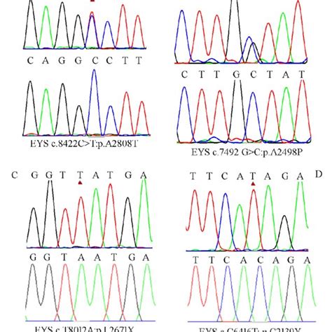 Pipeline Of Mutation Screening For Whole Exome Sequencing Wes Data Download Scientific Diagram