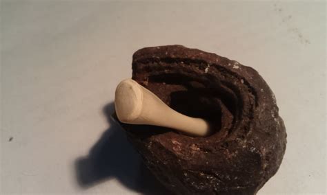 Fossil Toe Bone Fossil Id The Fossil Forum