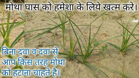 How To Control Weeds In Your Fruit Orchard Fasal Blog 58 Off