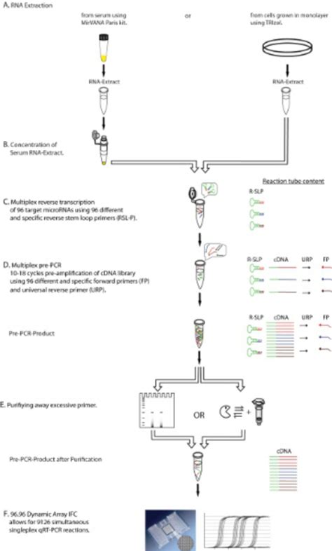 Diagrammatic Representation Of The Experimental Workflow Shown Is A Download Scientific