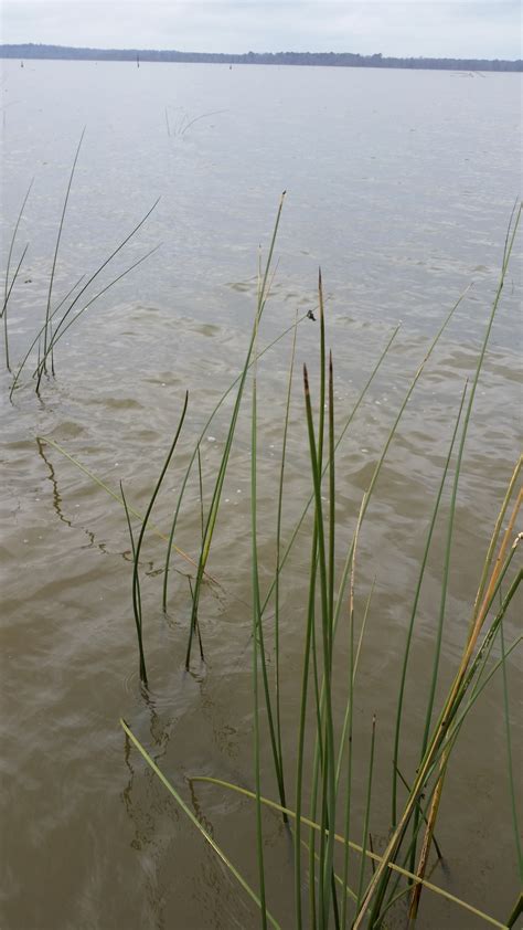 Name This Grass General Bass Fishing Forum Bass Fishing Forums