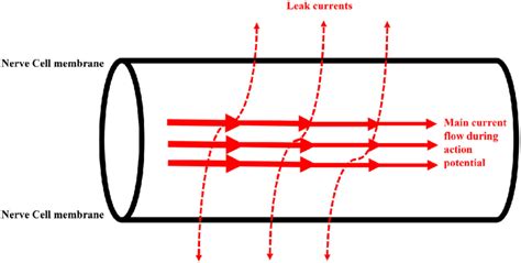 The Passive Cable Theory Nerves Are Considered Non Linear Conductors