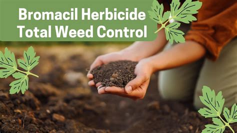 Bromacil Herbicide Chemistry Mode Of Action Formulation And Uses