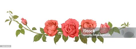 파노라마 장미 꽃다발 가로 테두리 분홍색 붉은 꽃 새싹 분기 녹색 잎 흰색 배경 그림 조각 빈티지 스케치 스타일 디자인 프레임에서 벡터 0명에 대한 스톡 벡터 아트 및 기타