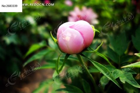 牡丹花花苞高清图片下载红动中国