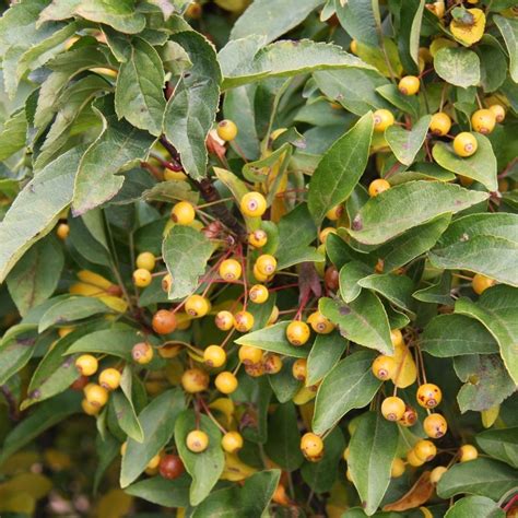 Buy Crab Apple Cinderella Malus Cinderella Cinzam Delivery By