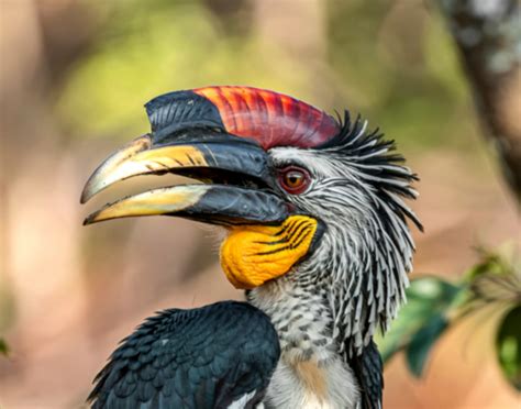 Fascinating Functions Of The Birds Beak Natures Tools Explained