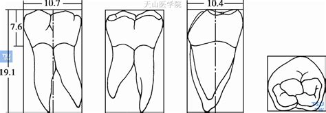 附图 牙体解剖前牙前磨牙磨牙 口腔医学 天山医学院