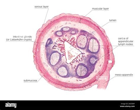 Illustration Of The Transverse Section Of Vermiform Appendix This View Labelled Illustration Is