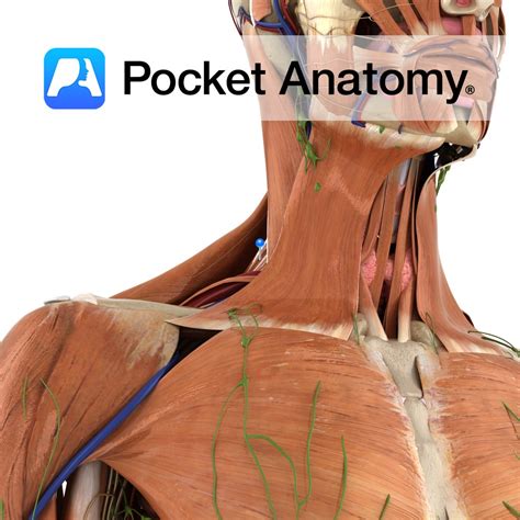 Levator Scapulae Pocket Anatomy