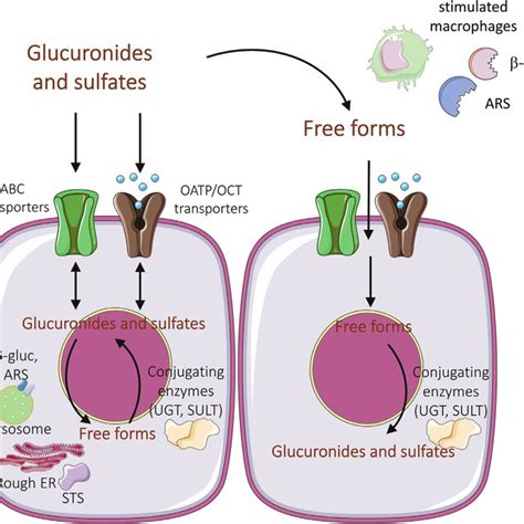 The Intra And Extracellular Concentration Of Glucuronide And Sulfate