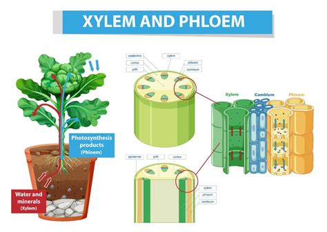Xylem In Stem