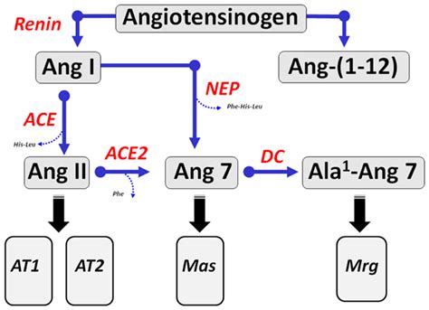 Frontiers Update On The Angiotensin Converting Enzyme 2 Angiotensin