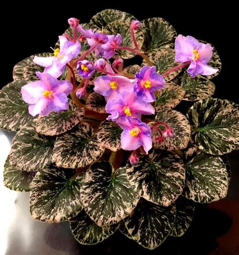 ეს სილამაზე იის ყვავილების მოვლა და მათი მეთოდები