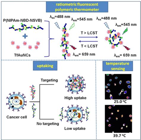 Ratiometric Fluorescent Polymeric Thermometer For Thermogenesis Investigation In Living Cells
