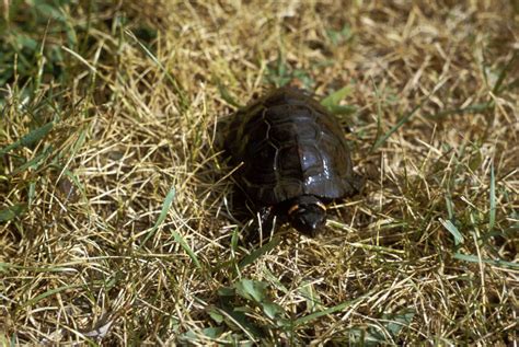Free Picture Small Bog Turtle Grass Chemmys Muhlenbergii