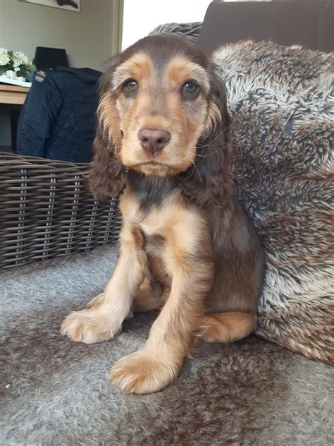 Engelse Cocker Spaniel Natuurtalent