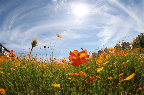 포토 파란 하늘 시원한 바람 나들이하기 좋은 날 네이트 뉴스