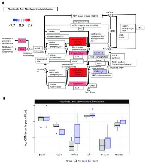 Kegg Pathway Analysis Of Nicotinate And Nicotinamide Metabolism A