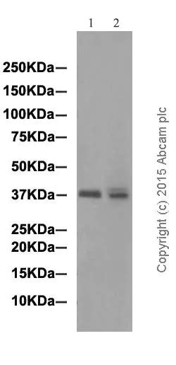Anti Dusp6 Recombinant Antibody [epr129y] Ab76310 Abcam