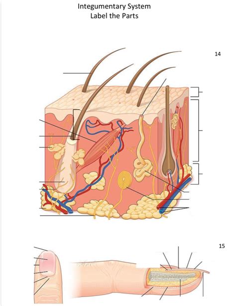 Integumentary System Diagram Quizlet