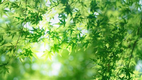 树叶，绿色，护眼，清新，叶子，阳光，安静，桌面壁纸高清风景壁纸彼岸桌面