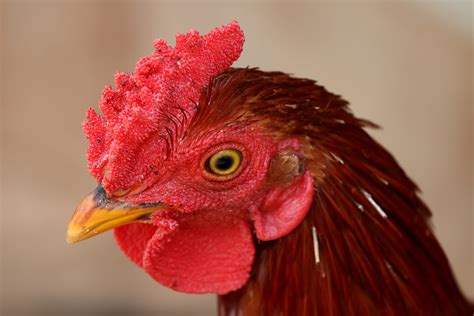 Cock Portrait Ive Got The Look Docsanjeev Flickr
