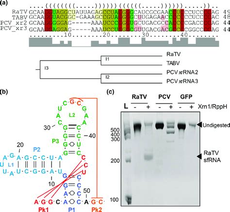 Genetic And Biochemical Characterization Of The Xrn1 Resistant Rna